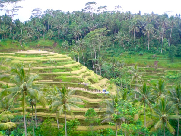 9 Reasons to Visit Bali - Arzo Travels