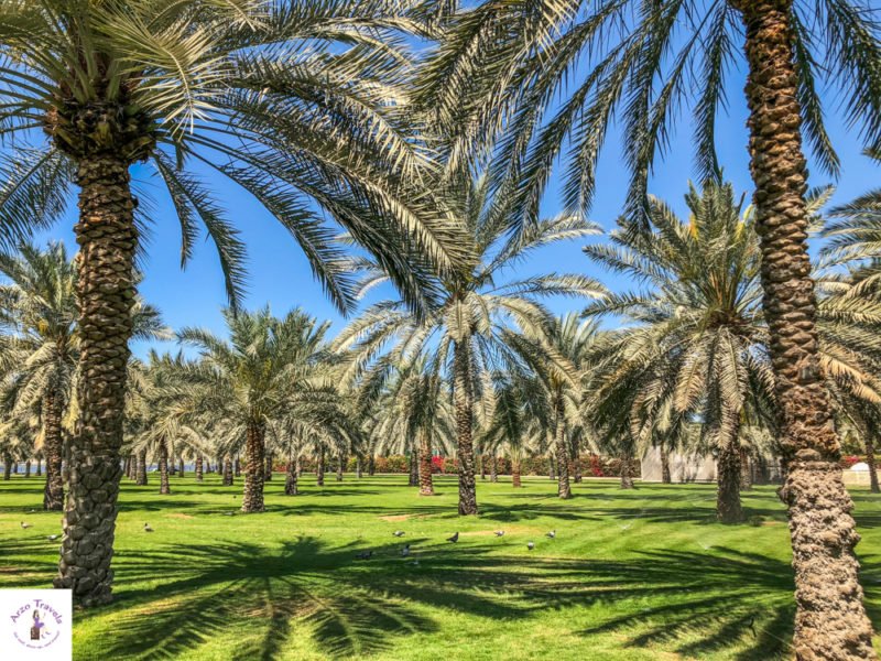 Best Things to Do in Sharjah, UAE - Arzo Travels